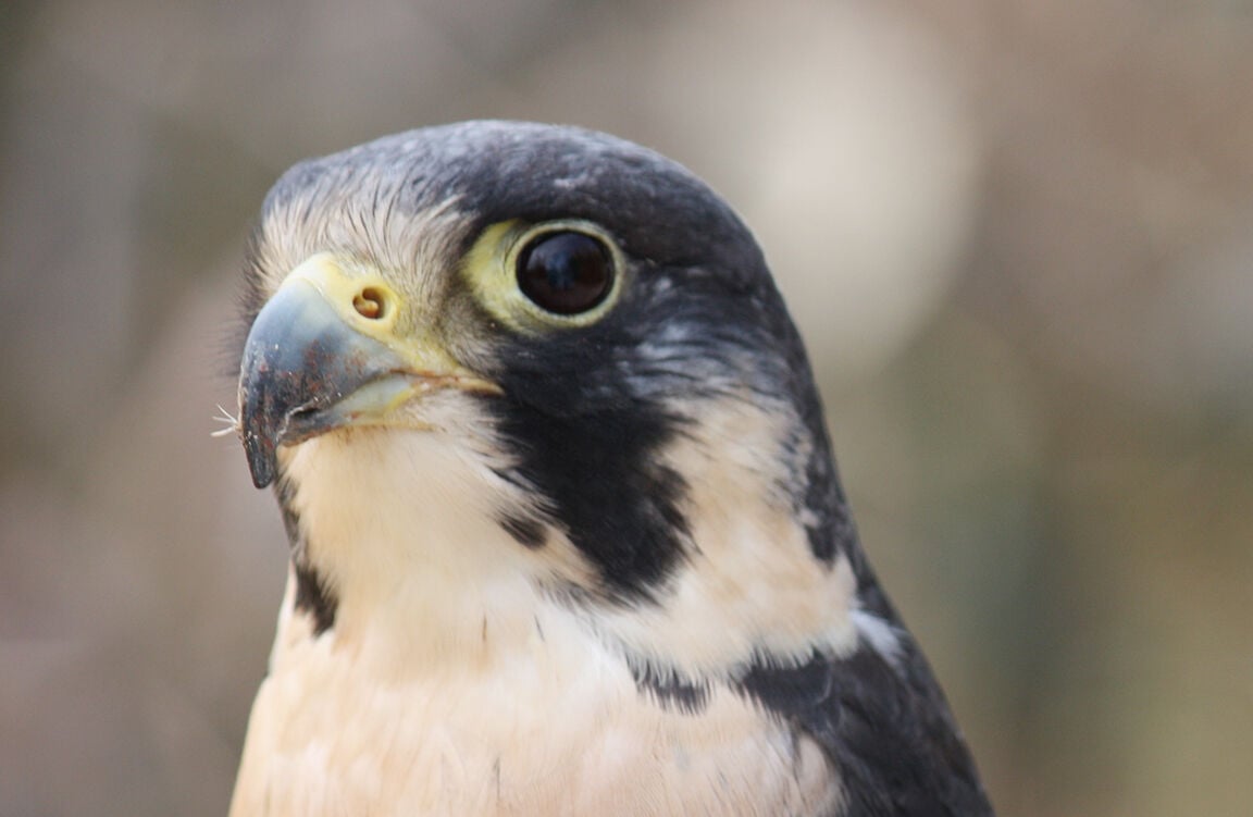 Meet the fastest animal in the world, the peregrine falcon | On the ...