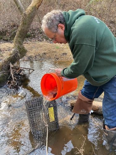Yellow perch run spawns hope in Magothy River | Fisheries | bayjournal.com