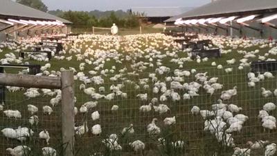 A Maryland chicken farmer goes organic | Blogs | bayjournal.com