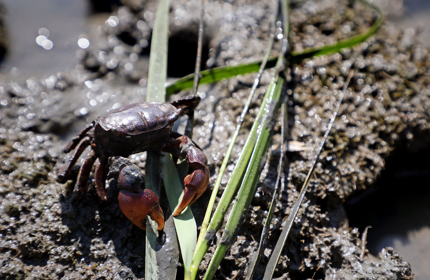 Purple marsh crabs are taking a bite out of carbon storage | Wildlife ...