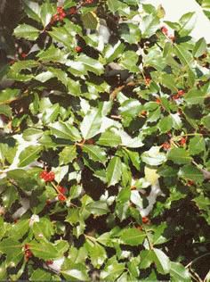 American holly a feast for eyes of winter weary or wildlife | Bay ...