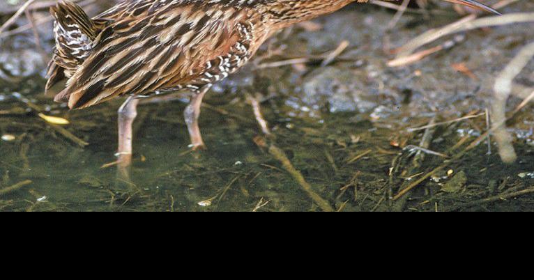 Loss of coastal marshes to sea level rise often goes unnoticed ...