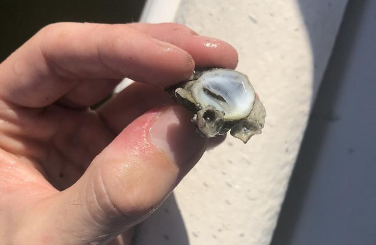 A closer look at barnacles, the original Super Glue | Bay Naturalist | bayjournal.com