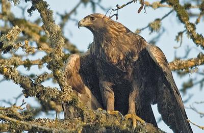 fierce eagles traversing