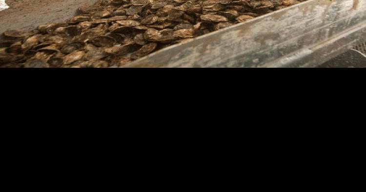 Aquaculture most likely future for Bay's oysters | Archives ...