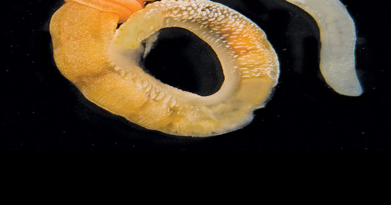 The wonderful, weird world of water-dwelling worms | Chesapeake ...