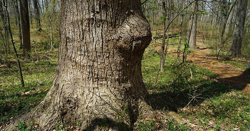 Montpelier’s ‘Landmark Forest’ rooted in history | Travel | bayjournal.com