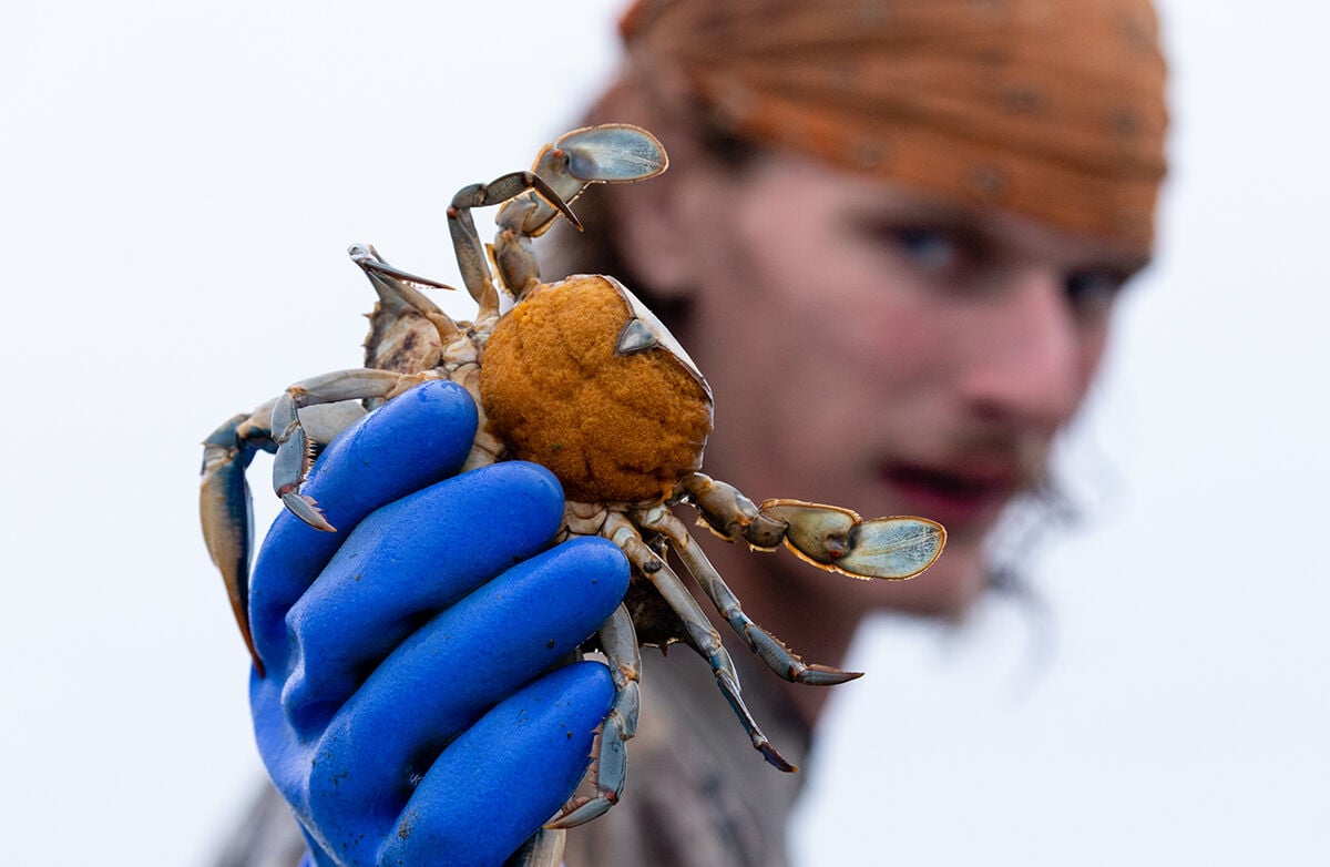 Parasitic worms help track blue crab population, study says | Fisheries ...