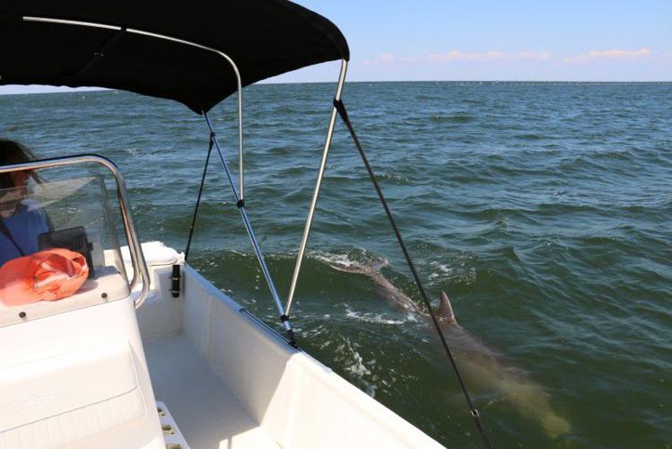 Dolphin-spotting: the next big Chesapeake pastime? | Wildlife & Habitat ...