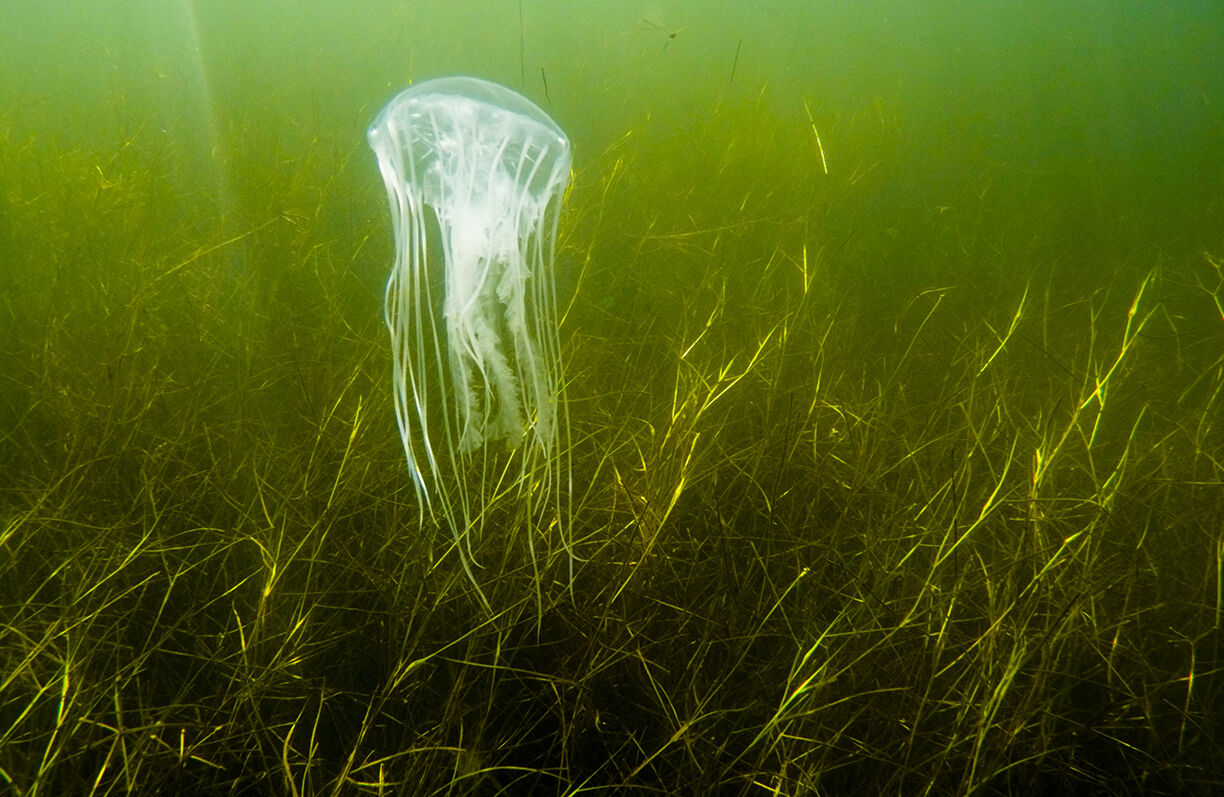 That nettlesome jellyfish, the sea nettle | Chesapeake Challenge ...