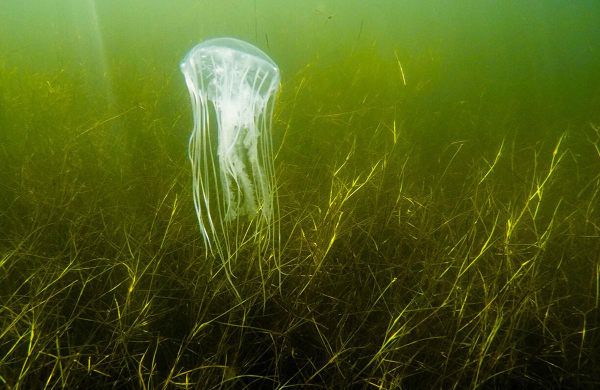 That nettlesome jellyfish, the sea nettle | Chesapeake Challenge ...