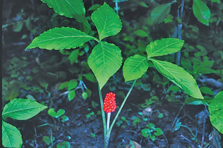 Skunk cabbage, jack-in-pulpit spring up to remind us warm days are ...