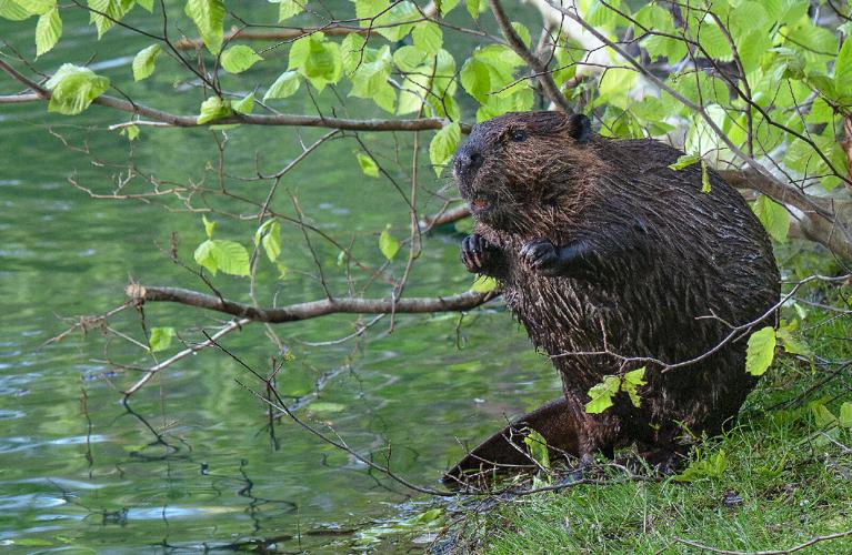 A beaver champion in Virginia and the need for more like her ...