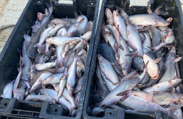 'A juggling act': Virginia's dual approach to invasive blue catfish ...