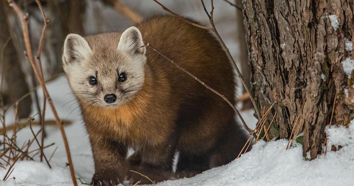 american pine marten behavior