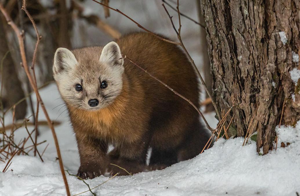 Can the American marten make a comeback in Pennsylvania? | Wildlife ...