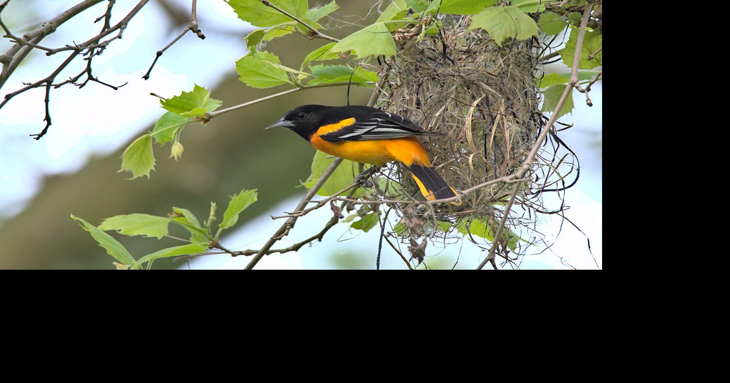 Cups, cavities, scrapes or spheres – to each bird its own nest | Bay ...