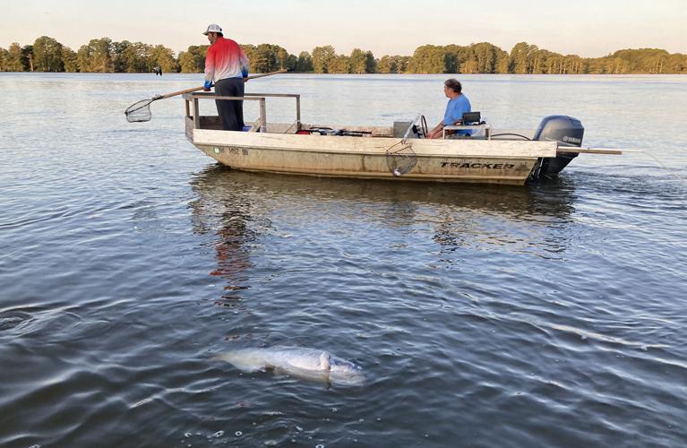 'A juggling act': Virginia's dual approach to invasive blue catfish ...