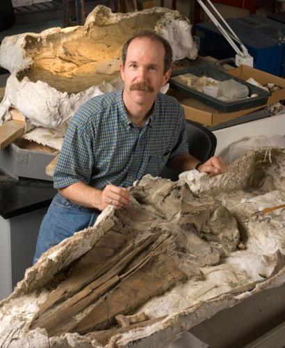 At Calvert Cliffs, visitors look forward to encountering sharks’ teeth ...