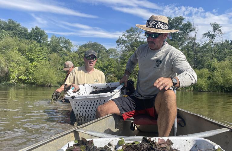 Invasive water chestnut frustrates containment efforts in Virginia ...