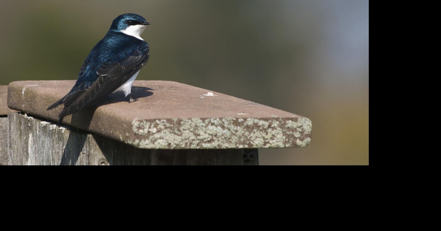 long beak swallow