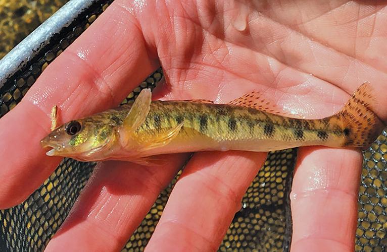 Scientists see early success in breeding effort to help save Chesapeake ...