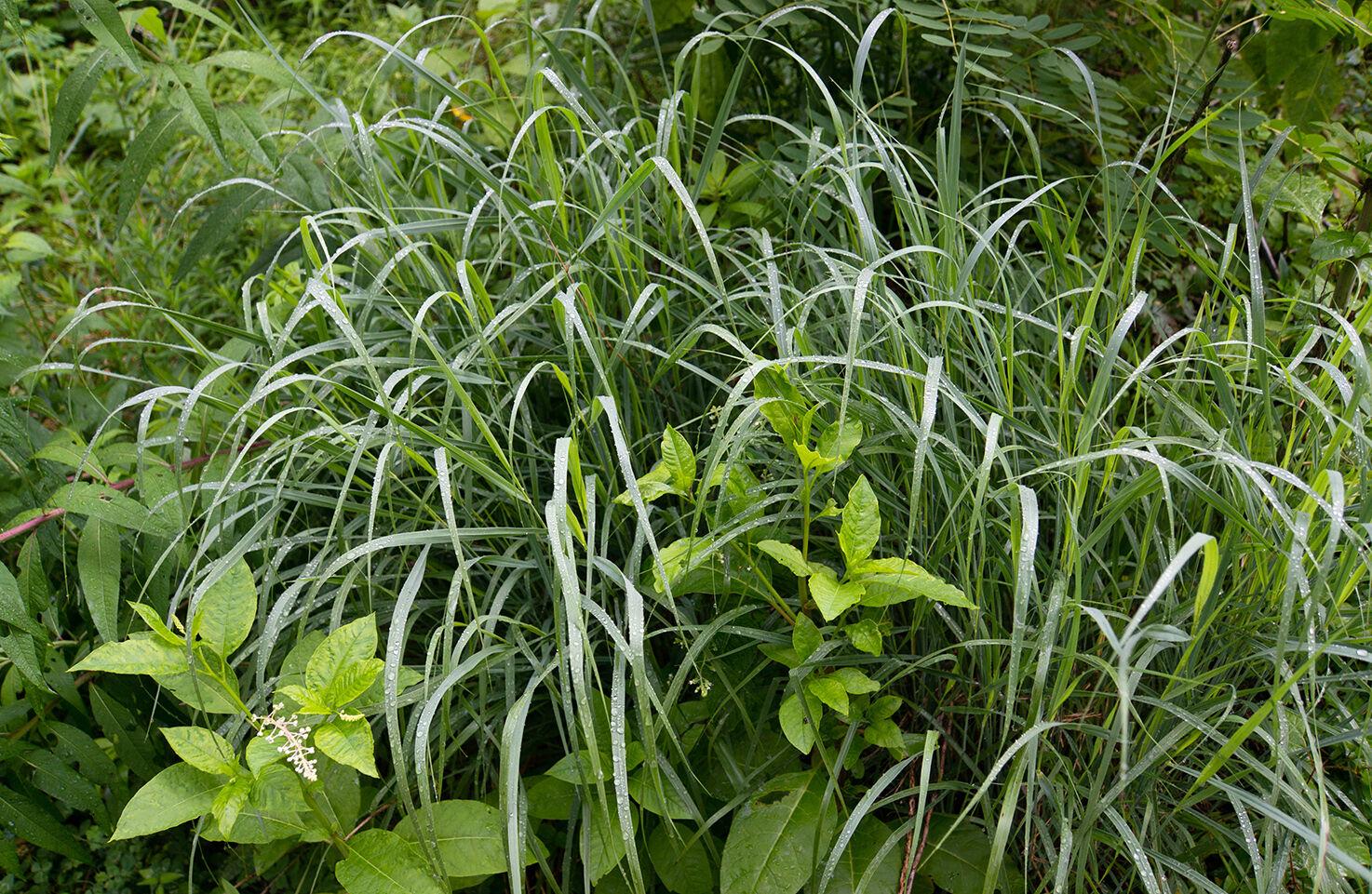 Move over Miscanthus! Plant these native grasses instead | Steward's ...