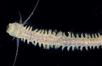 The wonderful, weird world of water-dwelling worms | Chesapeake ...