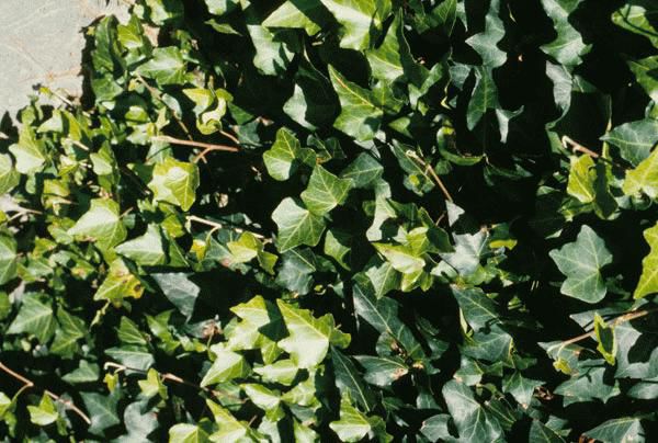 Don't let alien invaders take over Bay's landscape | Bay Naturalist ...