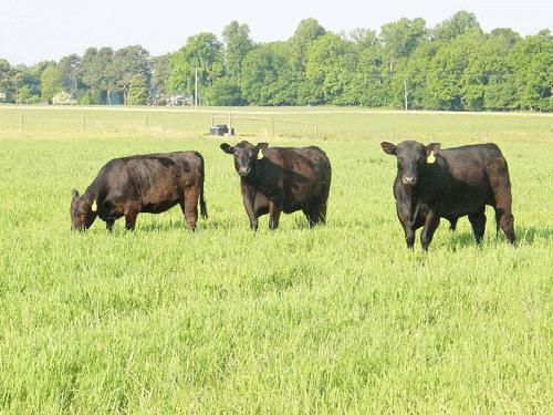 Put out to Pasture | Archives | bayjournal.com