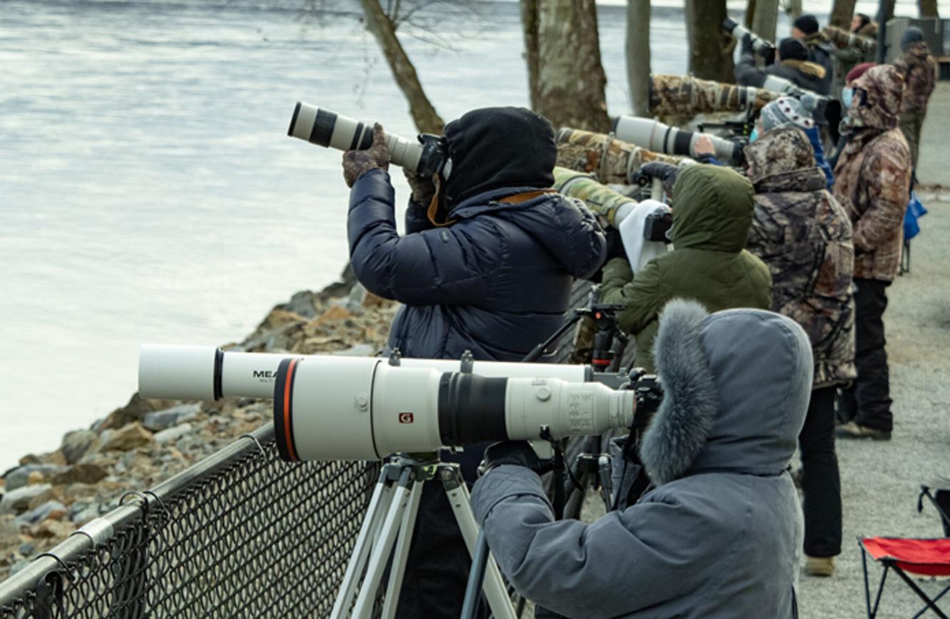 Bald eagle ballet thrills tourists, photographers at Conowingo Dam ...