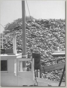 Oyster shell game: Once you saw them everywhere, now you don’t | Past ...