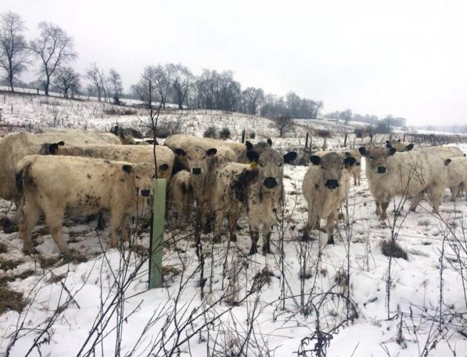 Food, forests, shade, carbon, and rain -- Trees are good for all ...