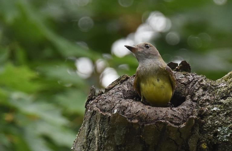 Great crested flycatchers: our backyard bug bombers | On the Wing ...