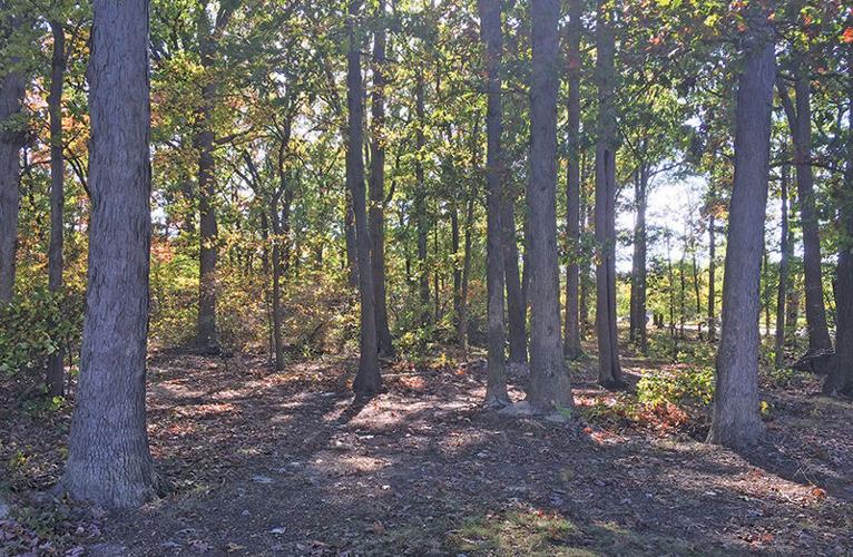 Baltimore group can see the urban forests amid the trees | Growth ...