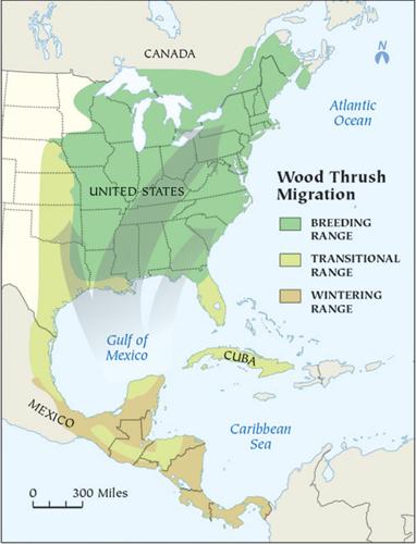 thrush bird range