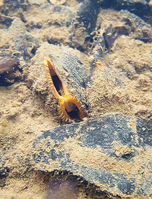 James spinymussel population approaching rock bottom | Fisheries ...