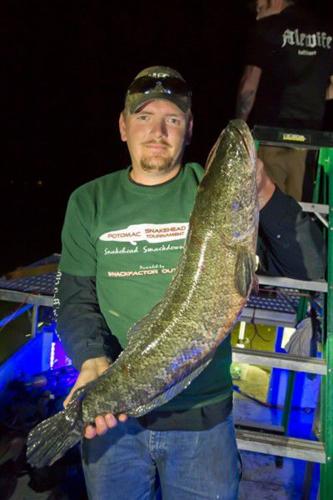 Invasive snakeheads spawn beat'em & eat'em fishery | Fisheries ...