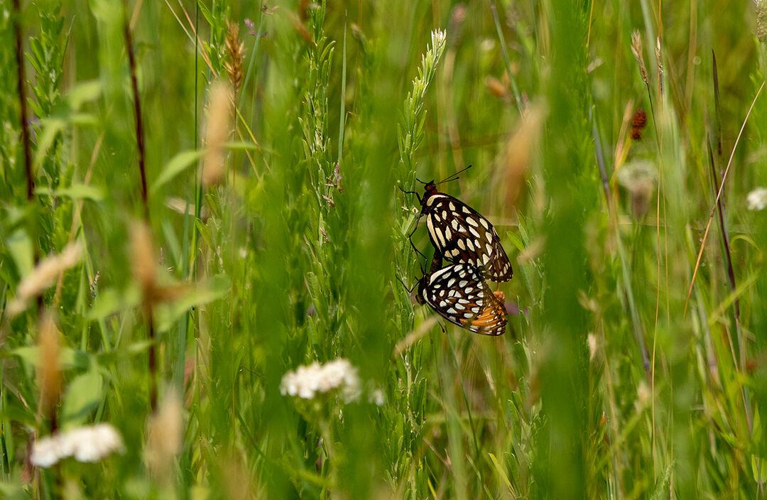 Rare butterflies find refuge thanks to explosions at Pennsylvania ...