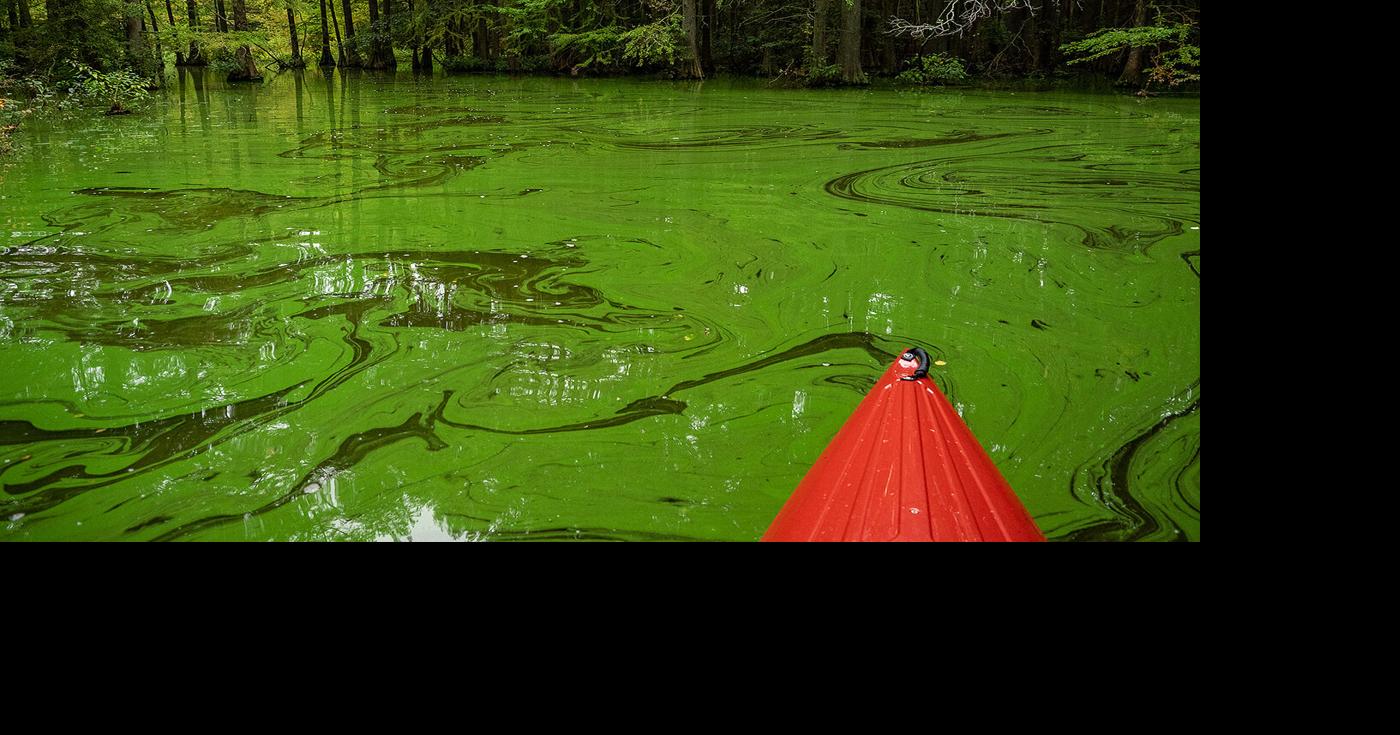 Chesapeake Bay ‘dead zone’ varied in 2025 but near average overall ...