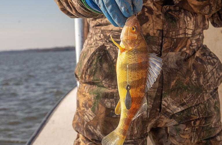 Maryland lowers recreational catch limit for struggling yellow perch ...