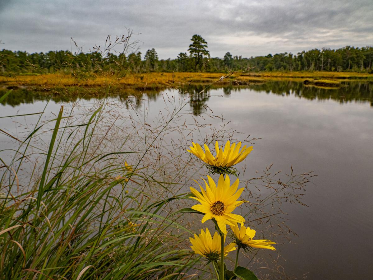Maryland's Zekiah Swamp draws you in, welcome or not | Travel ...
