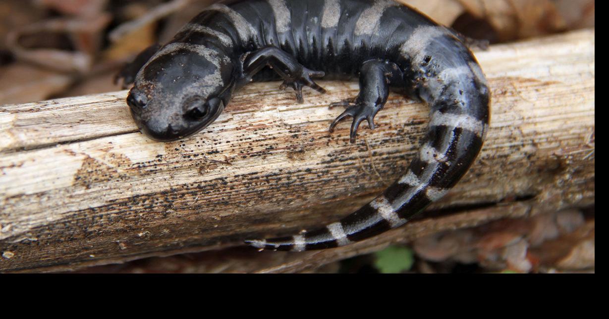 Spring has sprung! Cue the vernal pools and amphibians | Bay Naturalist ...