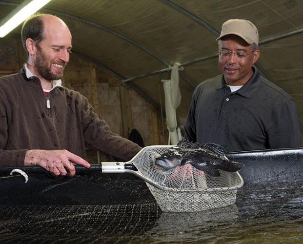 Could fish farms help take pressure off wild stocks? | Fisheries ...