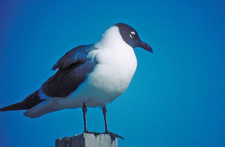 laughing gull