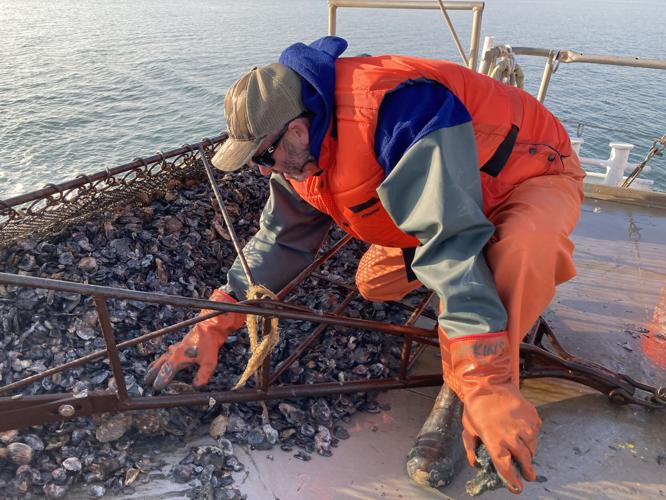 Scientists dredge for lowdown on Chesapeake Bay blue crabs | Fisheries ...