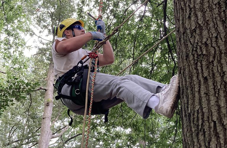 Students learn the ropes in urban forestry — by climbing trees | People ...