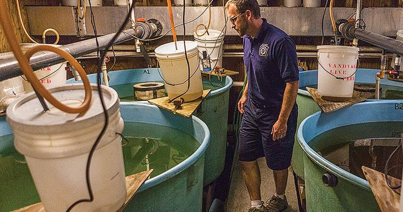PA officials delay plan to shut largest shad hatchery in watershed ...