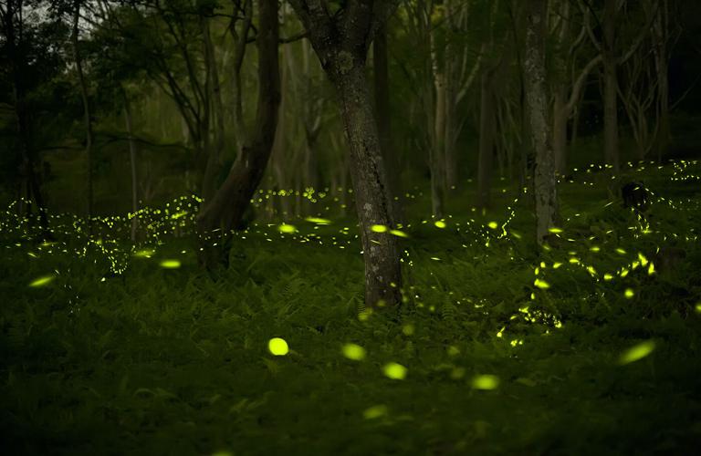 Flashing fireflies add spark of magic to summer nights | Bay Naturalist ...