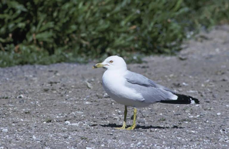 ring billed gull range